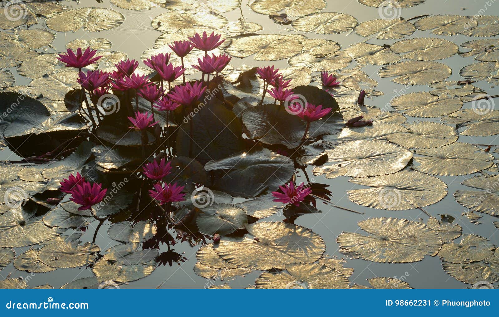 Flor De Waterlily No Lago No Nascer Do Sol Imagem de Stock - Imagem de ...