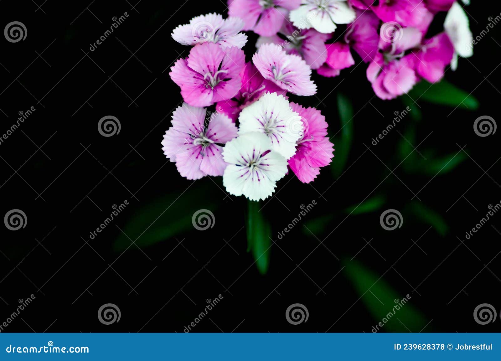 Flor De William Dulce O Flor De Dianthus Foto de archivo - Imagen de ...