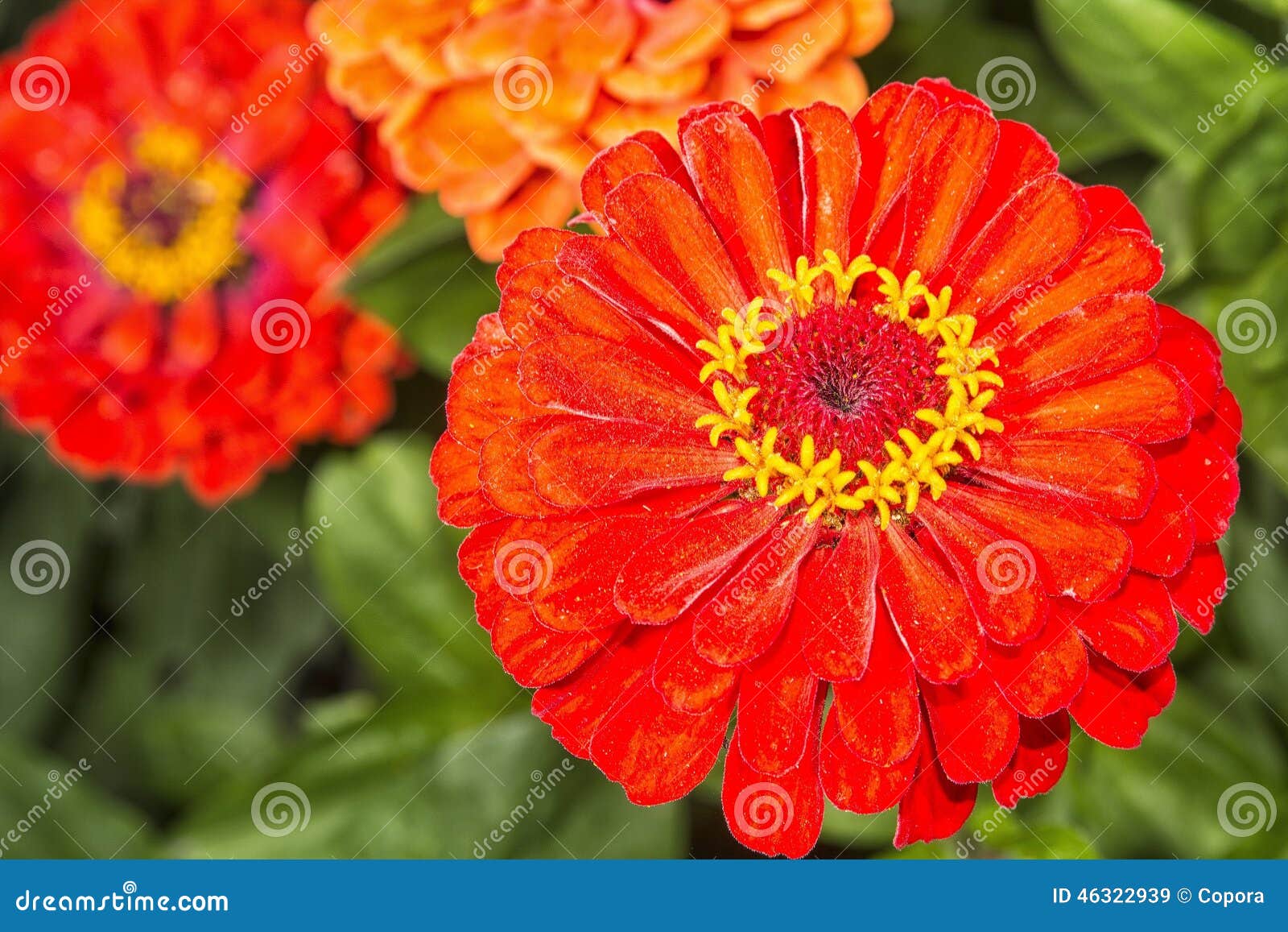 Flor De Zinia Con El Flor Rojo Imagen de archivo - Imagen de amarillo ...