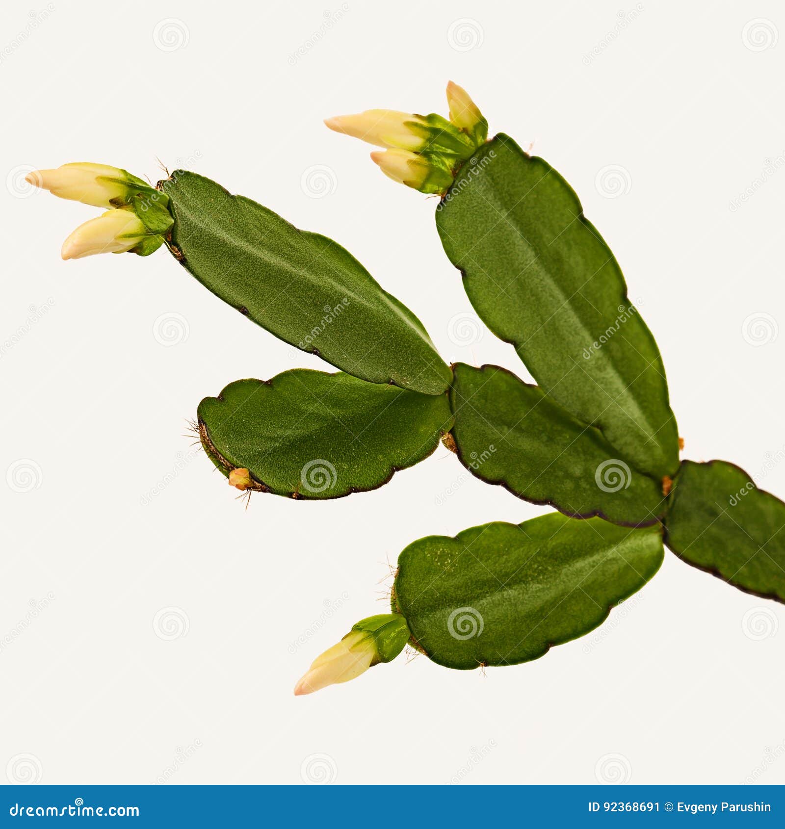 Flor Decembrista Truncata Del Schlumbergera Del Cactus Imagen de ...