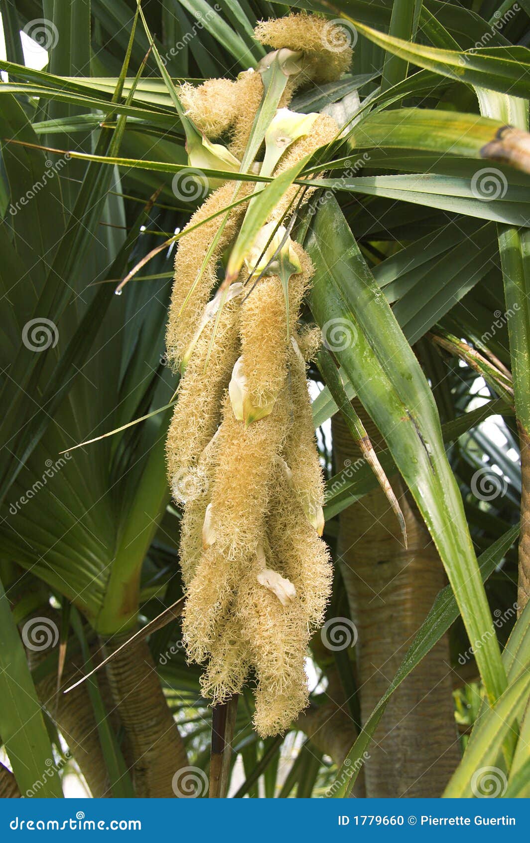 Flor del árbol de palmas foto de archivo. Imagen de flor - 1779660