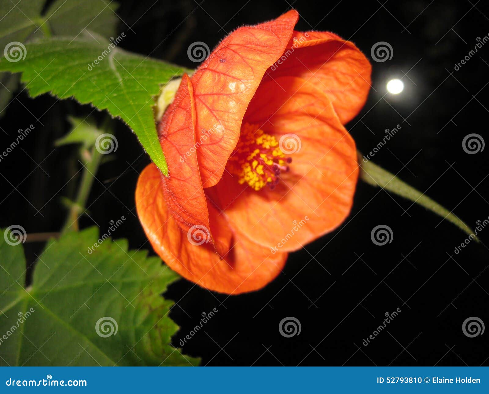 Flor del Abutilon foto de archivo. Imagen de anaranjado - 52793810
