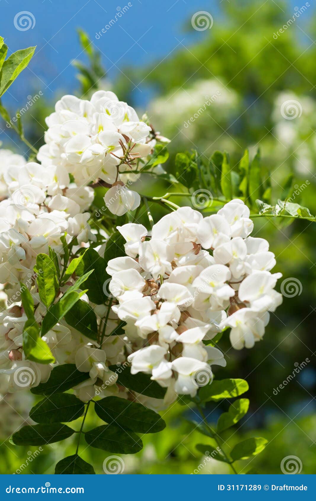 Flor del acacia imagen de archivo. Imagen de medicinal - 31171289