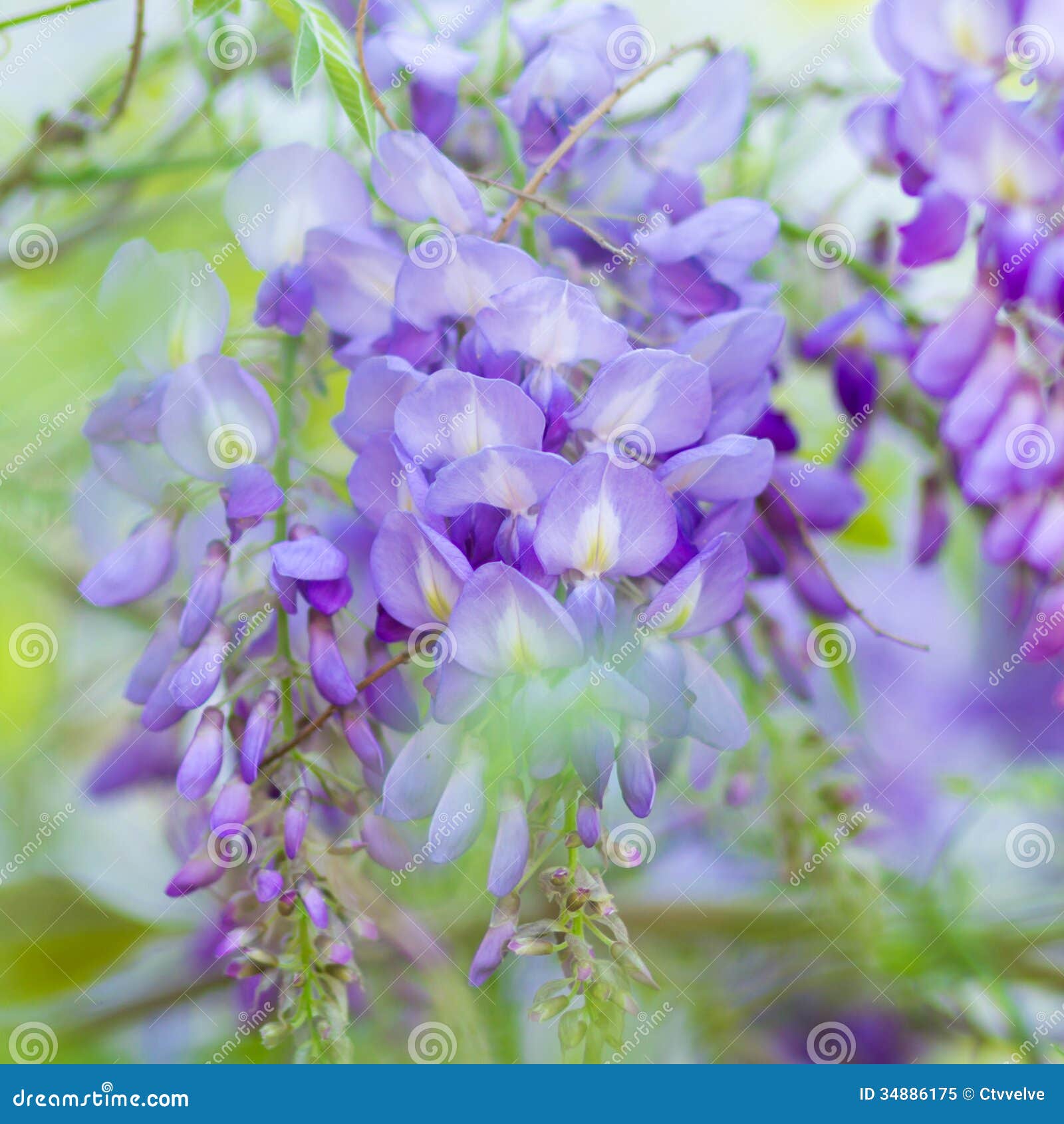 Flor del acacia imagen de archivo. Imagen de hierba, acacia - 34886175
