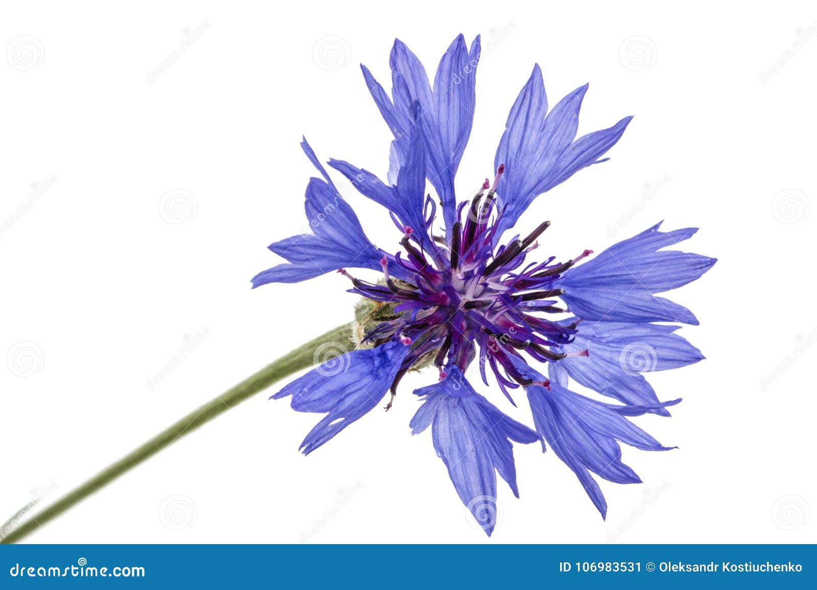 Flor Del Aciano, Lat Centaurea, Aislado En El Backgrou Blanco Imagen de ...