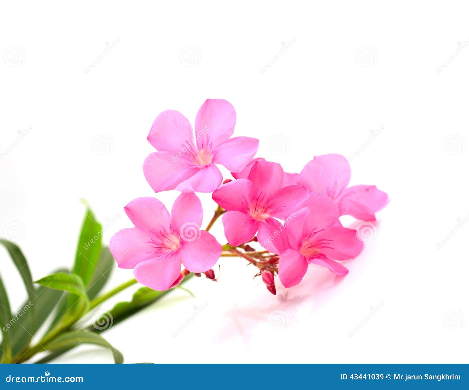 Flor del adelfa imagen de archivo. Imagen de flor, hoja - 43441039