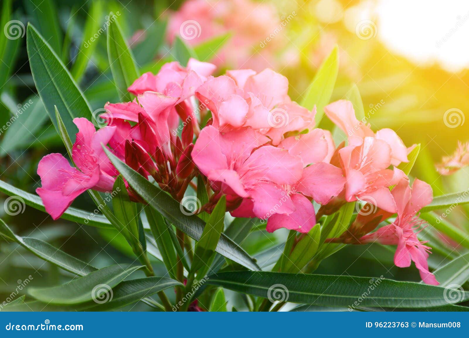 Flor del adelfa del Nerium imagen de archivo. Imagen de flora - 96223763