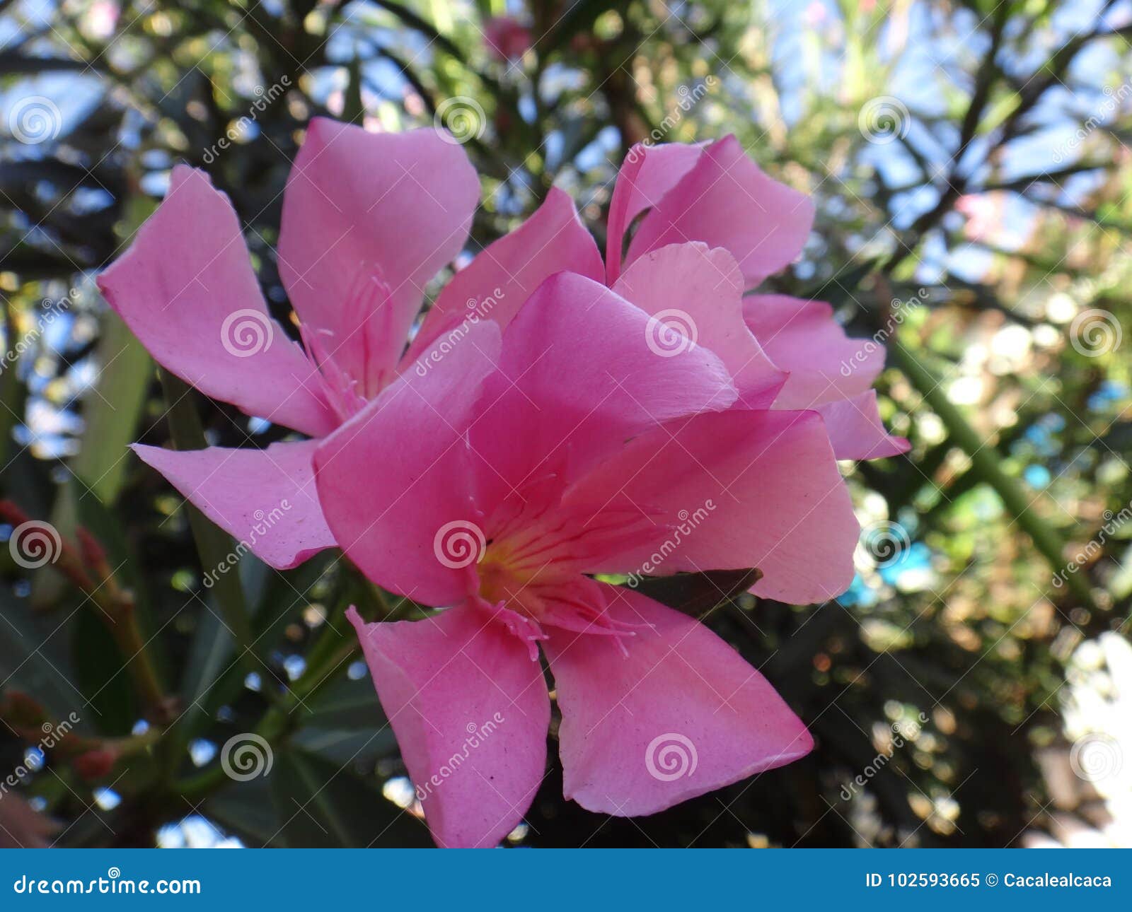 Flor del adelfa - rosa imagen de archivo. Imagen de adorno - 102593665