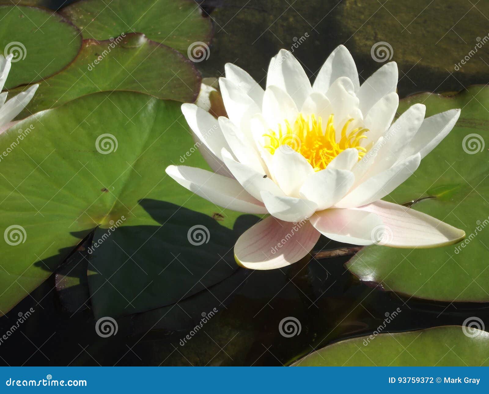 Flor del agua blanca lilly foto de archivo. Imagen de lilo - 93759372