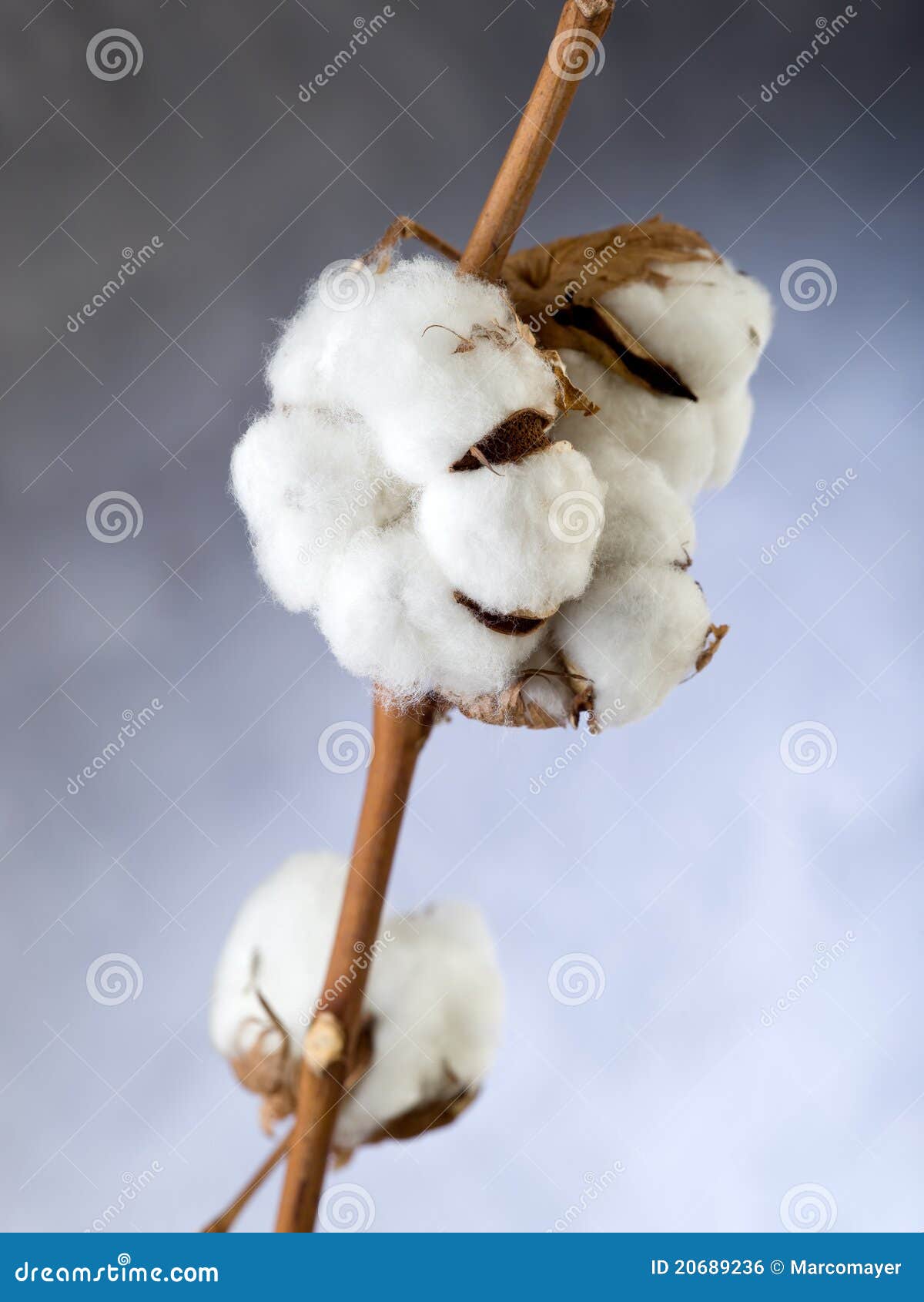 Flor del algodón foto de archivo. Imagen de agricultura - 20689236