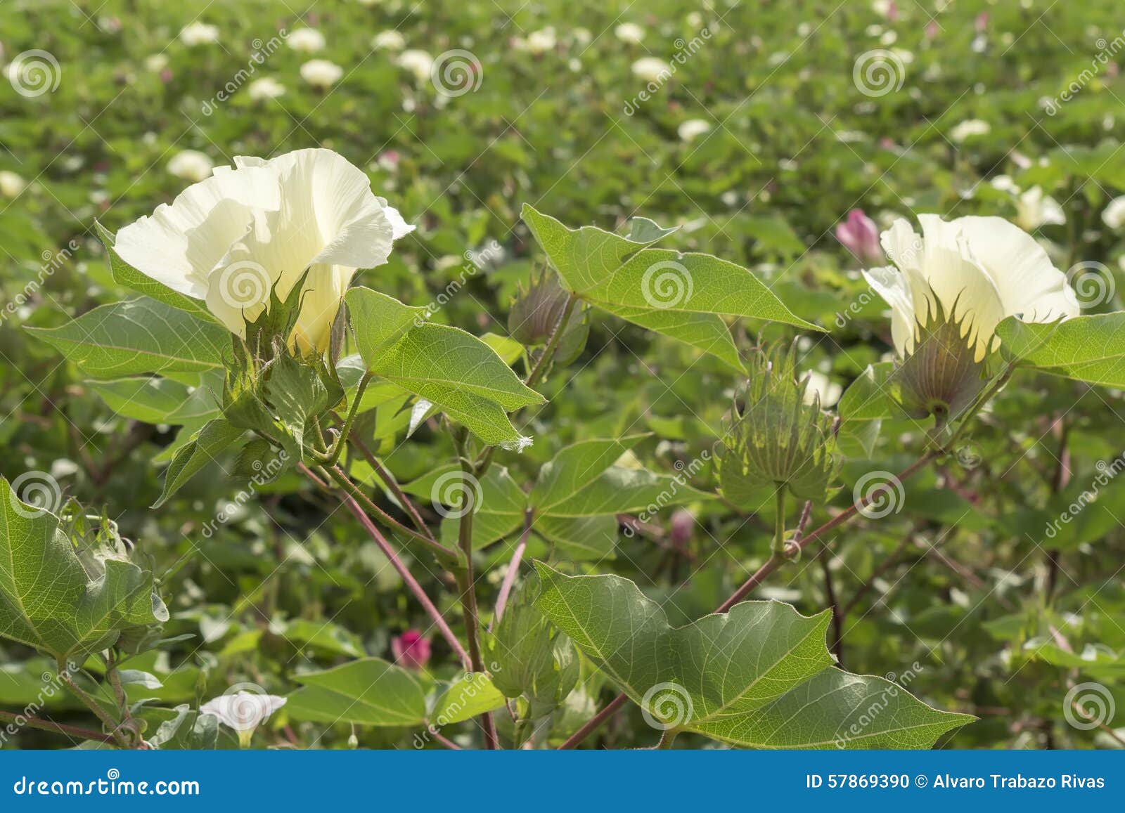 Flor Del Algodón, Planta De Algodón, Brote Del Algodón Foto de archivo ...
