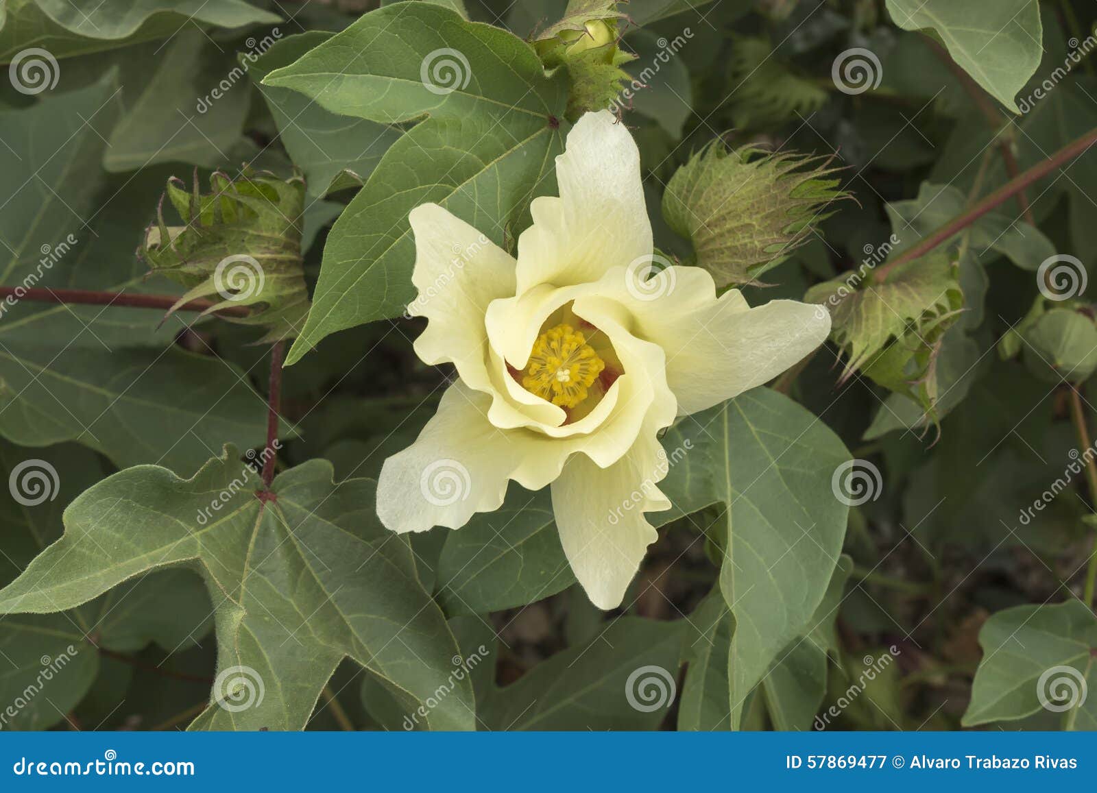 Flor Del Algodón, Planta De Algodón, Brote Del Algodón Imagen de ...