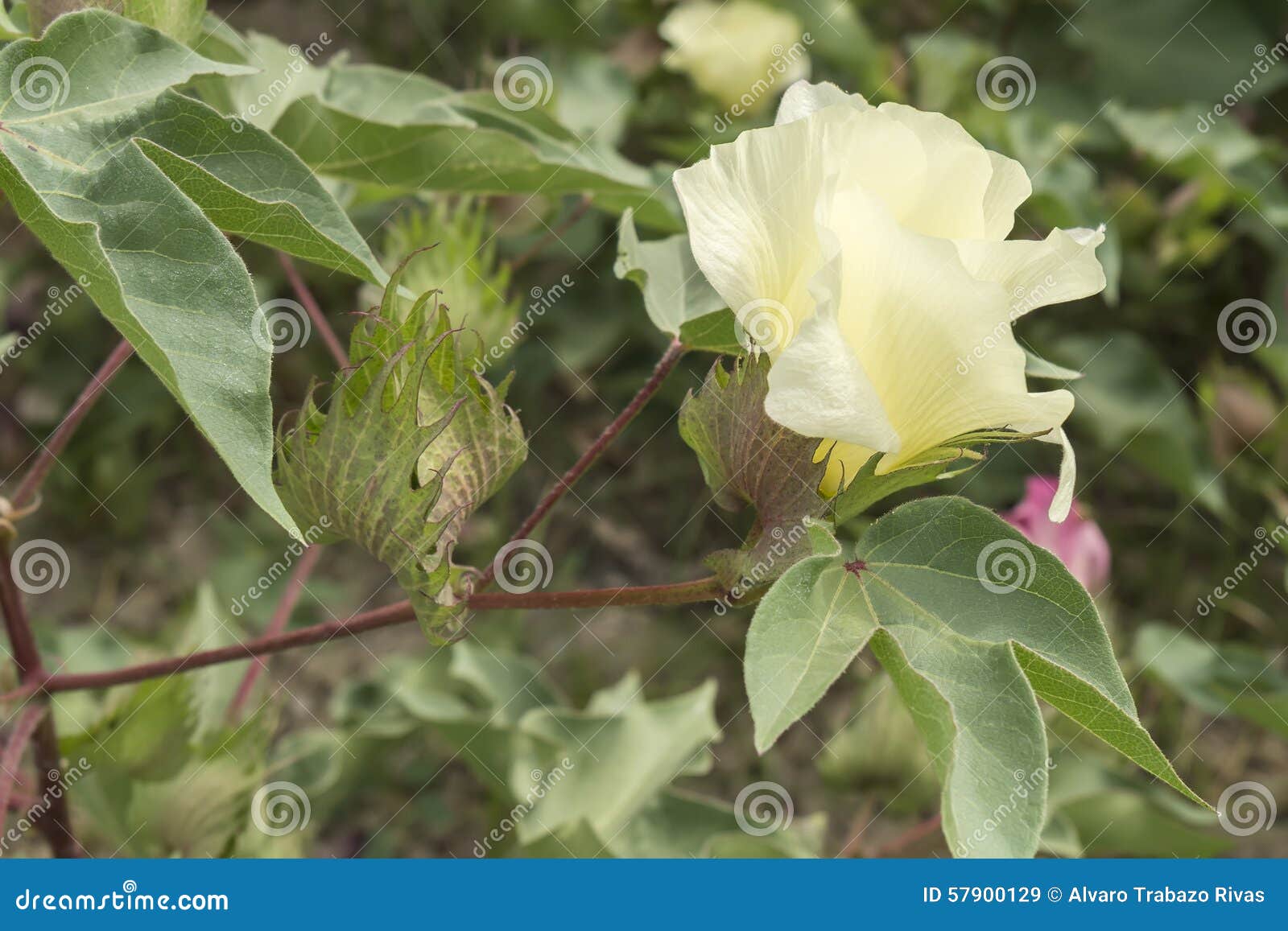 Flor Del Algodón, Planta De Algodón, Brote Del Algodón Imagen de ...