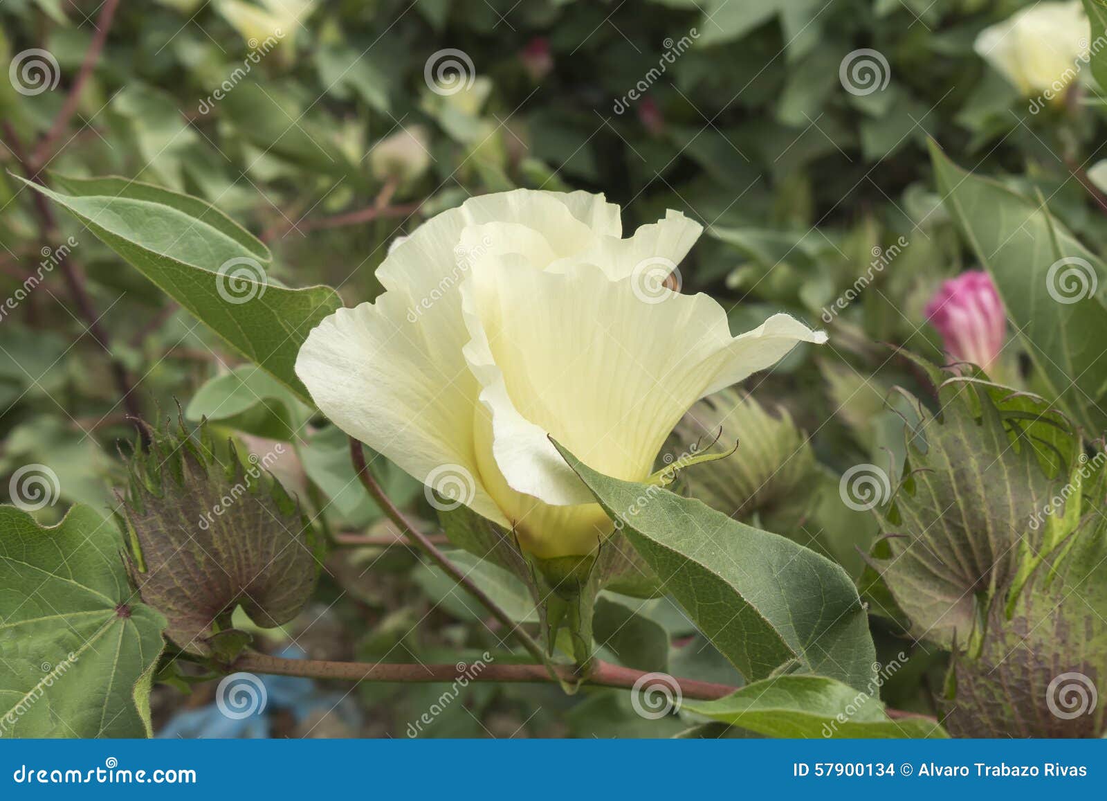 Flor Del Algodón, Planta De Algodón, Brote Del Algodón Foto de archivo ...