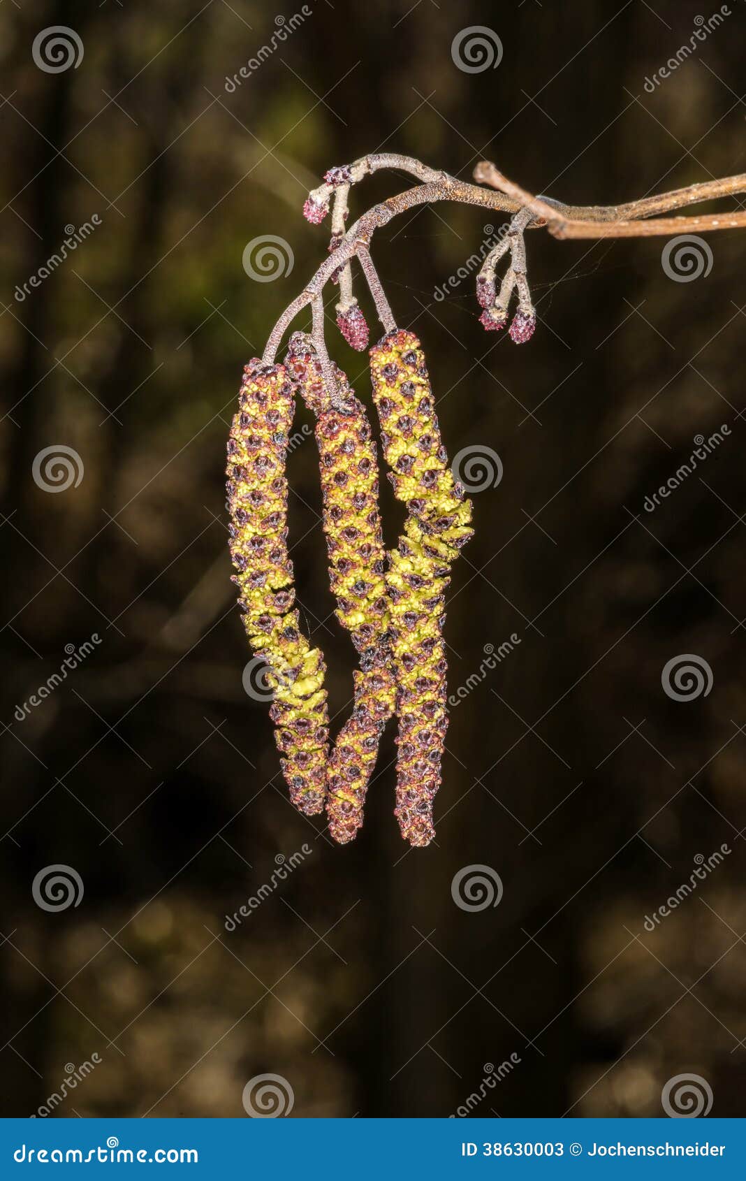 Flor del aliso imagen de archivo. Imagen de vibrante - 38630003