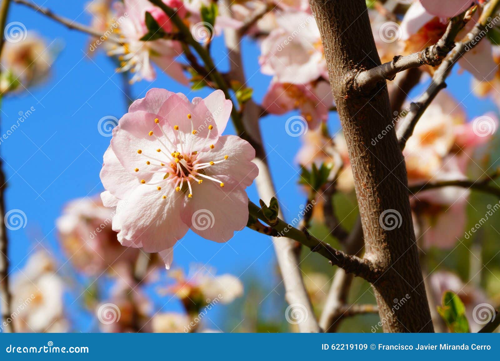 FLOR DEL ALMENDRO imagen de archivo. Imagen de rural - 62219109