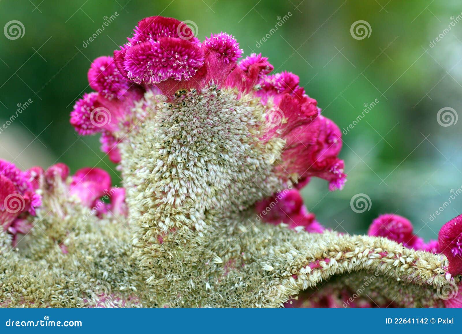 Flor Del Amaranto - Detalle Foto de archivo - Imagen de pétalos, granja ...