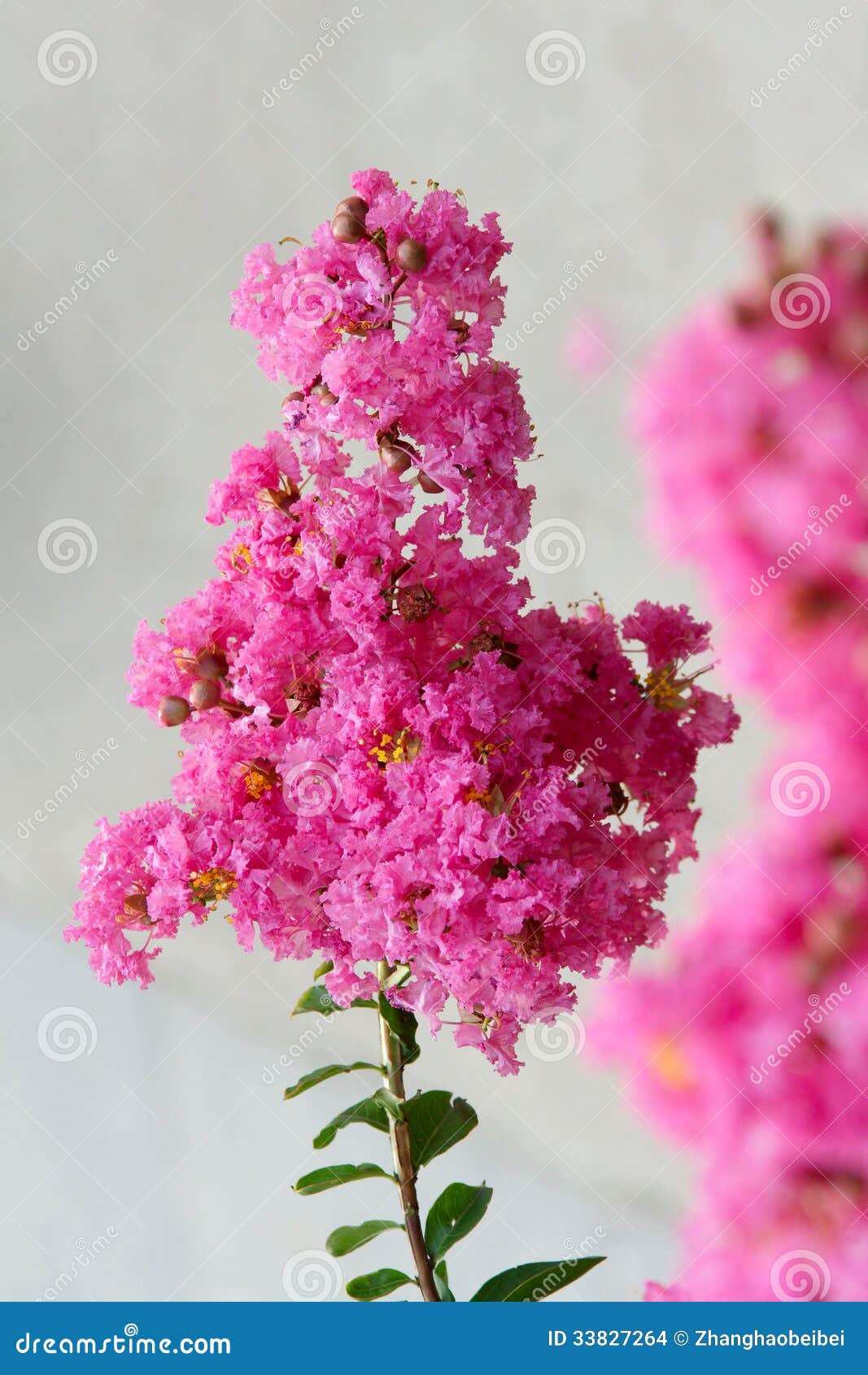 Flor del arbol de Jupiter foto de archivo. Imagen de brotes - 33827264
