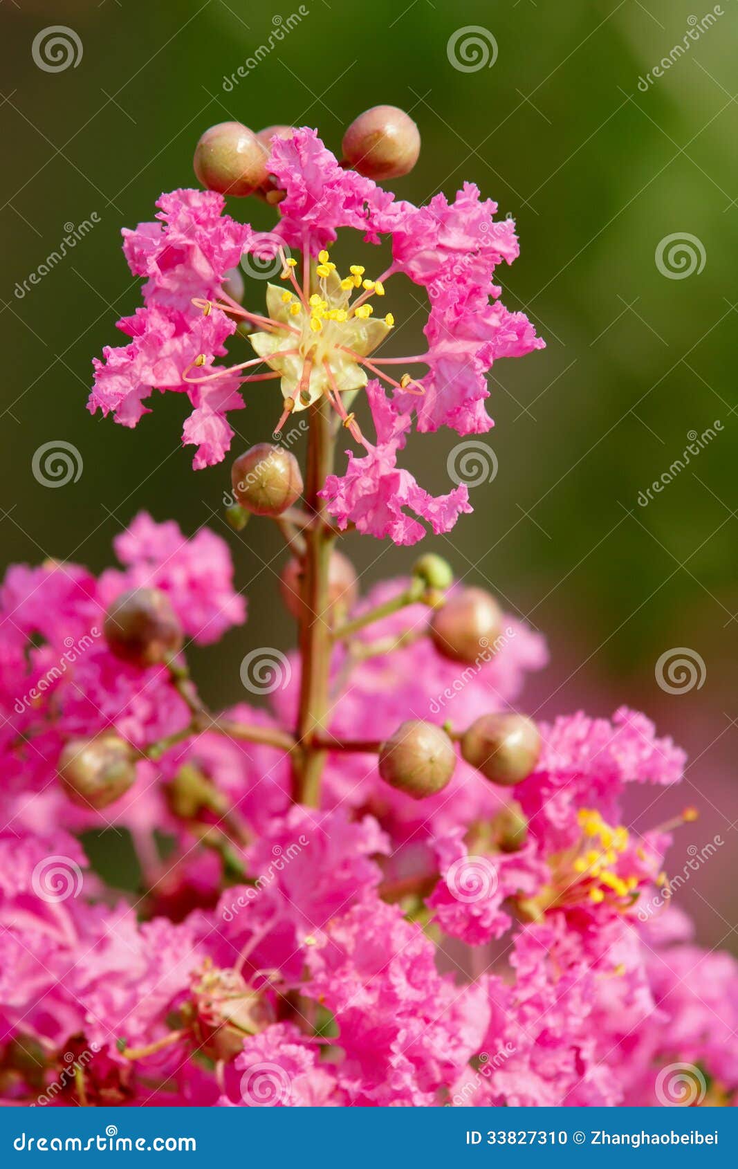 Flor del arbol de Jupiter foto de archivo. Imagen de mirto - 33827310