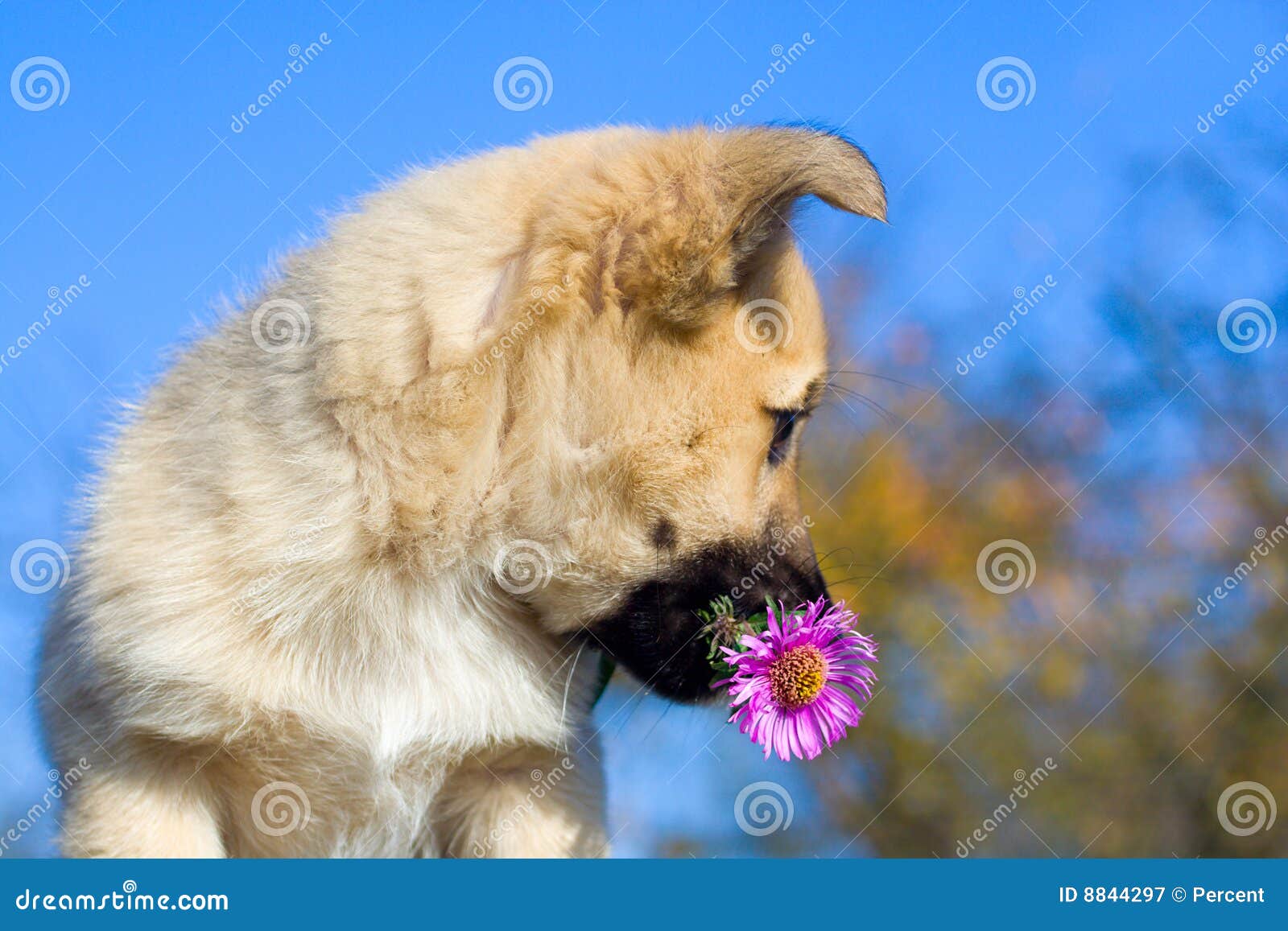 Flor Del Asimiento Del Perro De Perrito En Boca Imagen de archivo ...