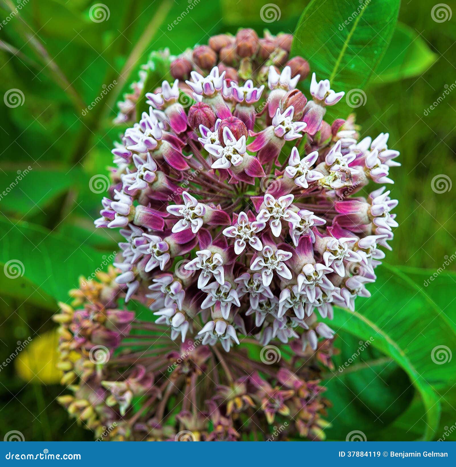 Flor del bosque imagen de archivo. Imagen de resorte - 37884119