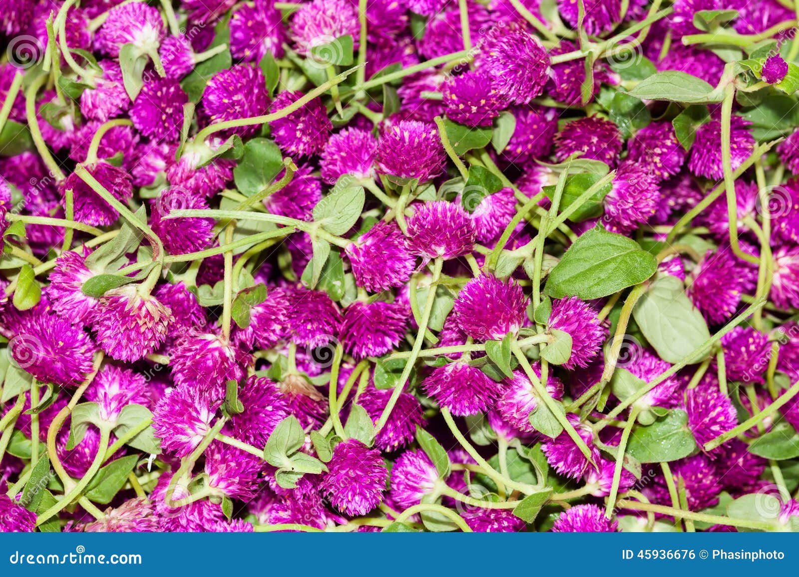 Flor del botón del soltero foto de archivo. Imagen de verde - 45936676