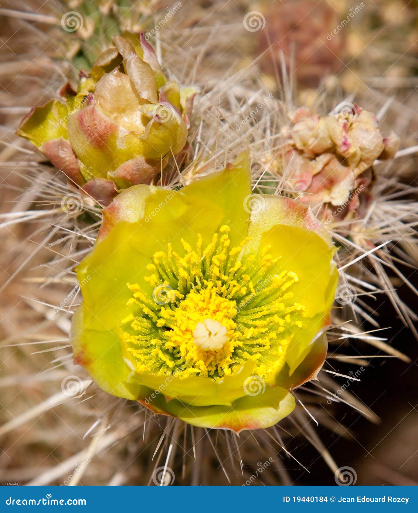 Flor Del Cacto Del Cholla De Wolf?s Foto de archivo - Imagen de flor ...