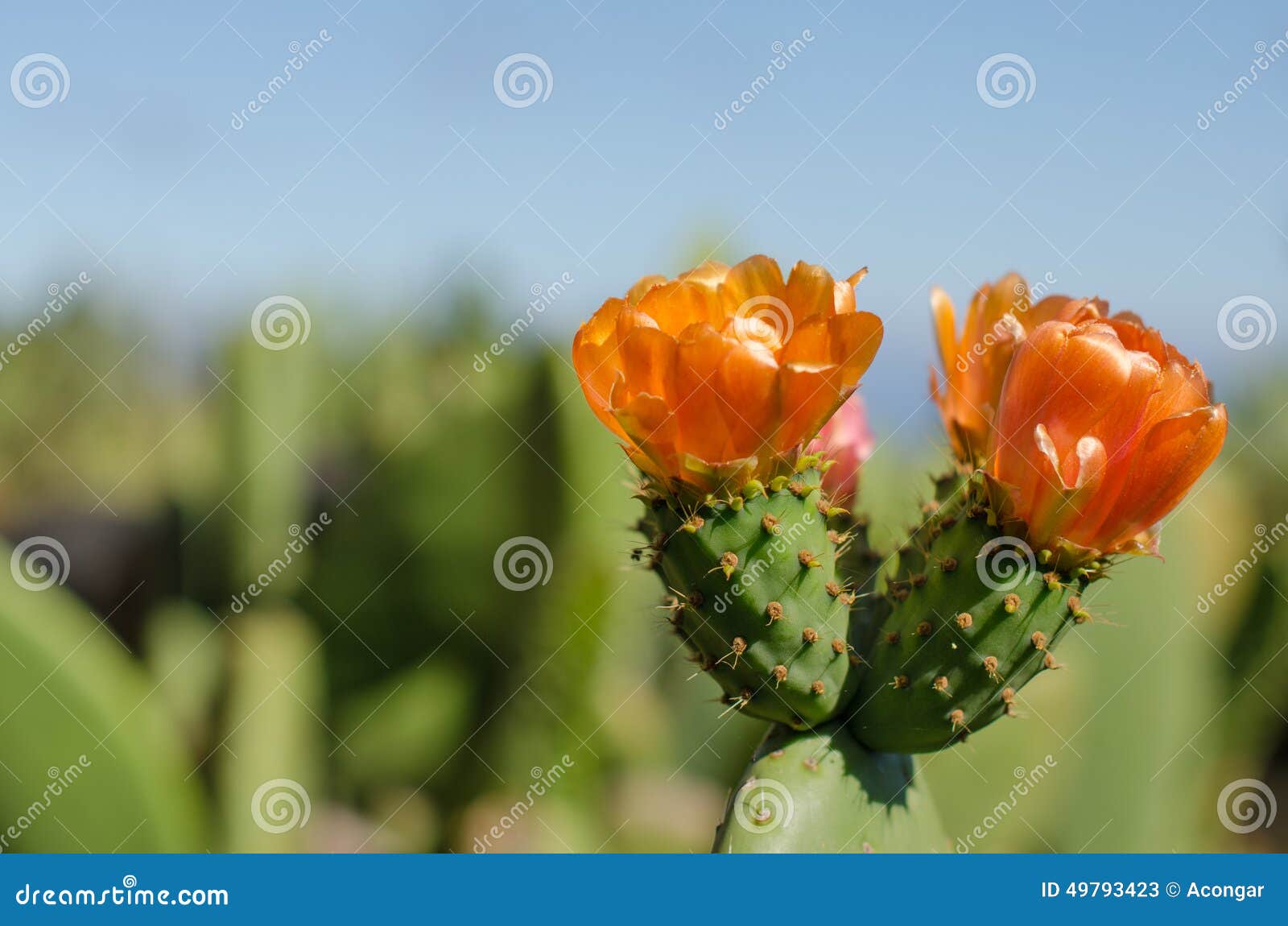 Flor del cactus del nopal imagen de archivo. Imagen de cacto - 49793423