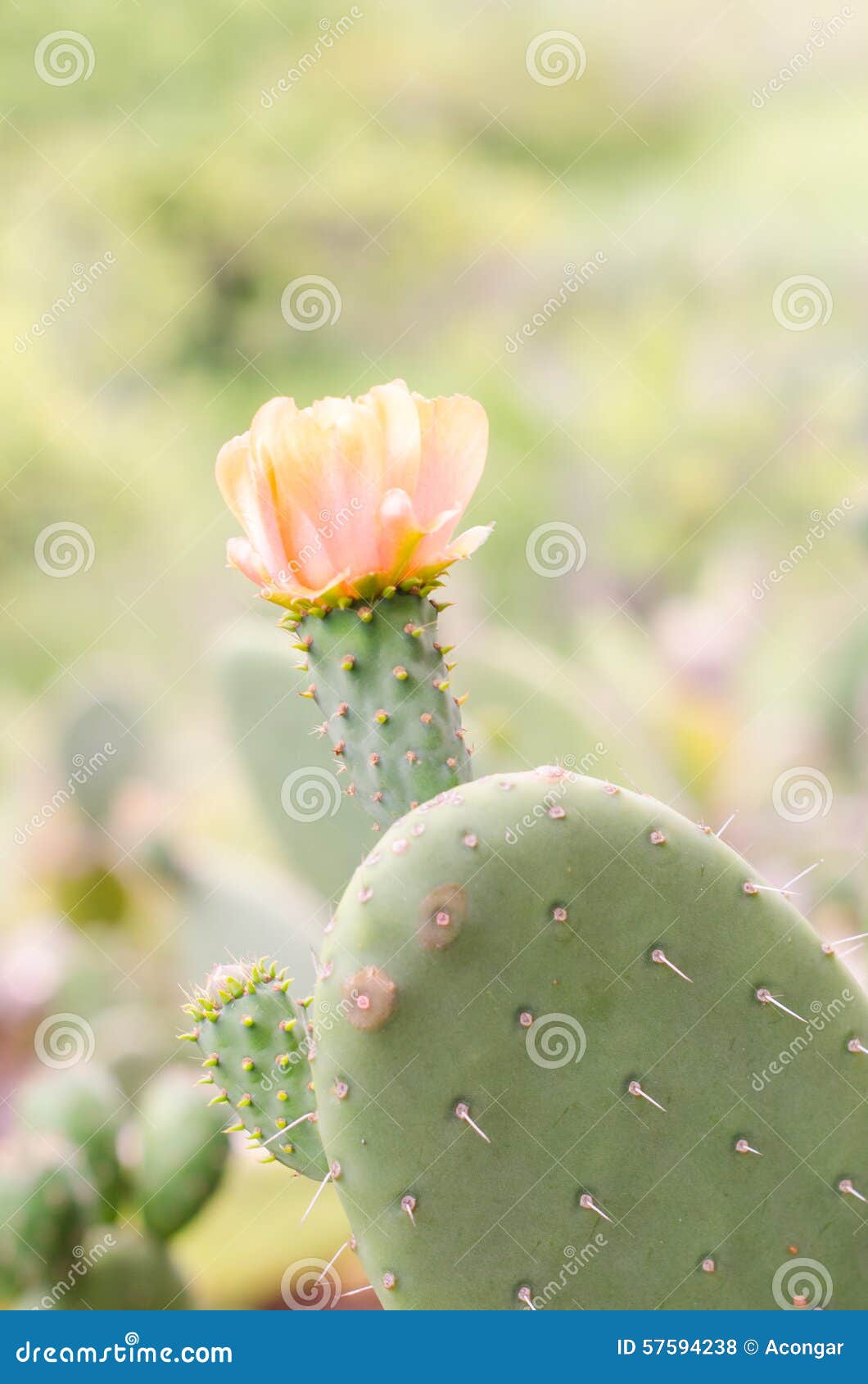 Flor del cactus del nopal foto de archivo. Imagen de anaranjado - 57594238