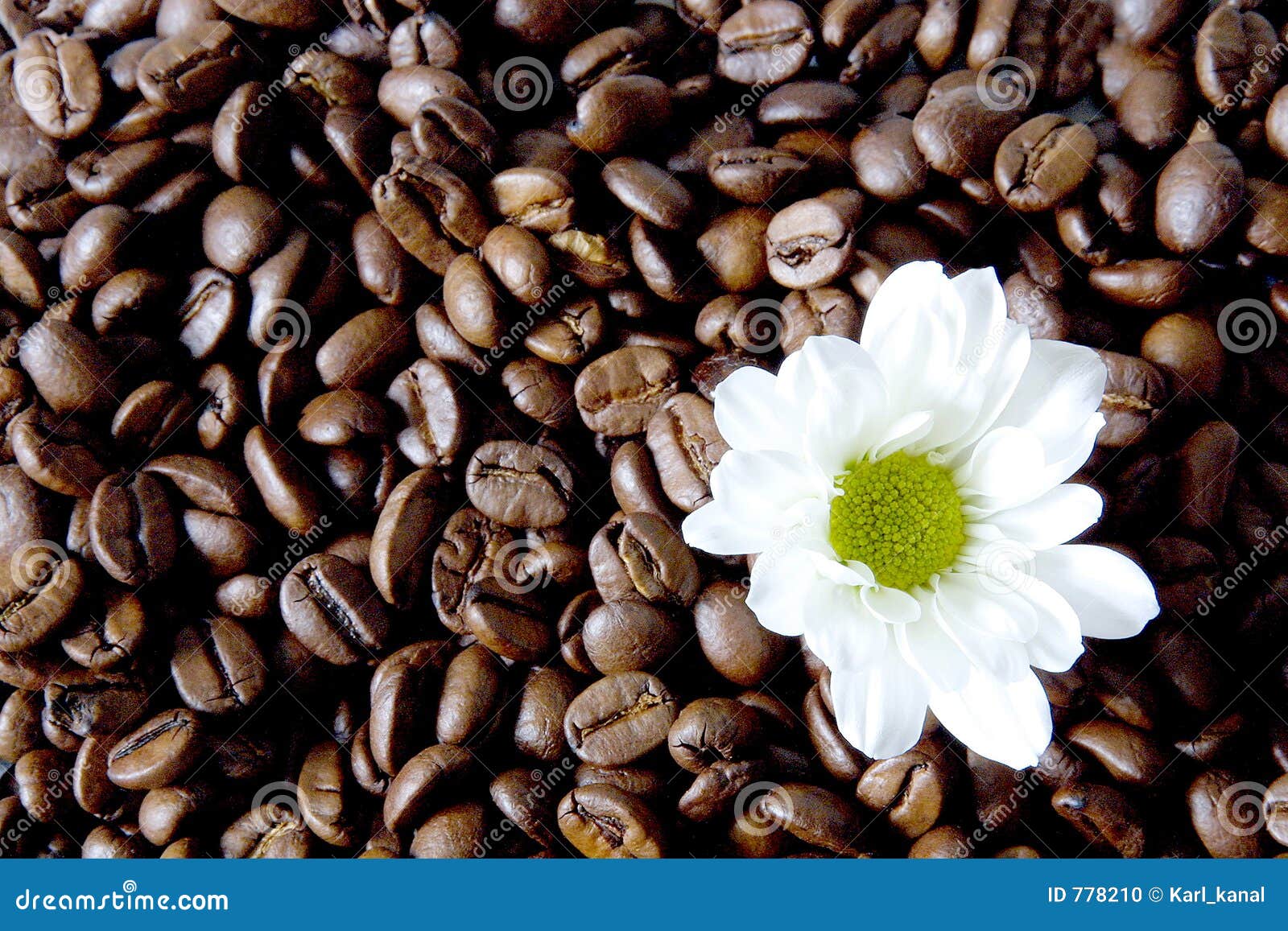 Flor del café foto de archivo. Imagen de flores, café, flor - 778210