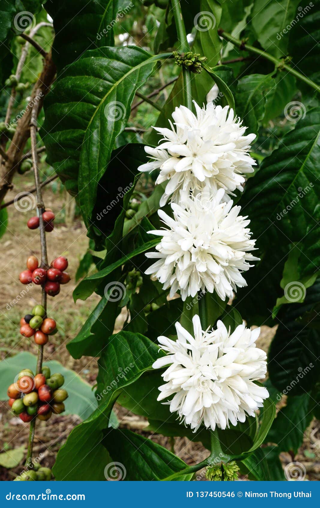 Flor del cafeto foto de archivo. Imagen de café, cultive - 137450546