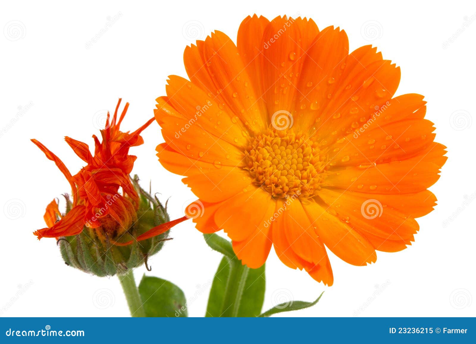 Flor del calendula imagen de archivo. Imagen de flora - 23236215