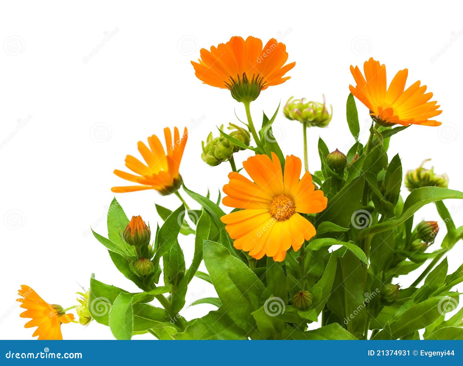 Flor Del Calendula En Un Fondo Blanco Imagen de archivo - Imagen de ...