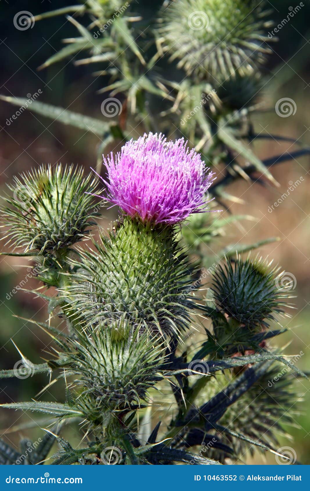 Flor del cardo foto de archivo. Imagen de cierre, primer - 10463552