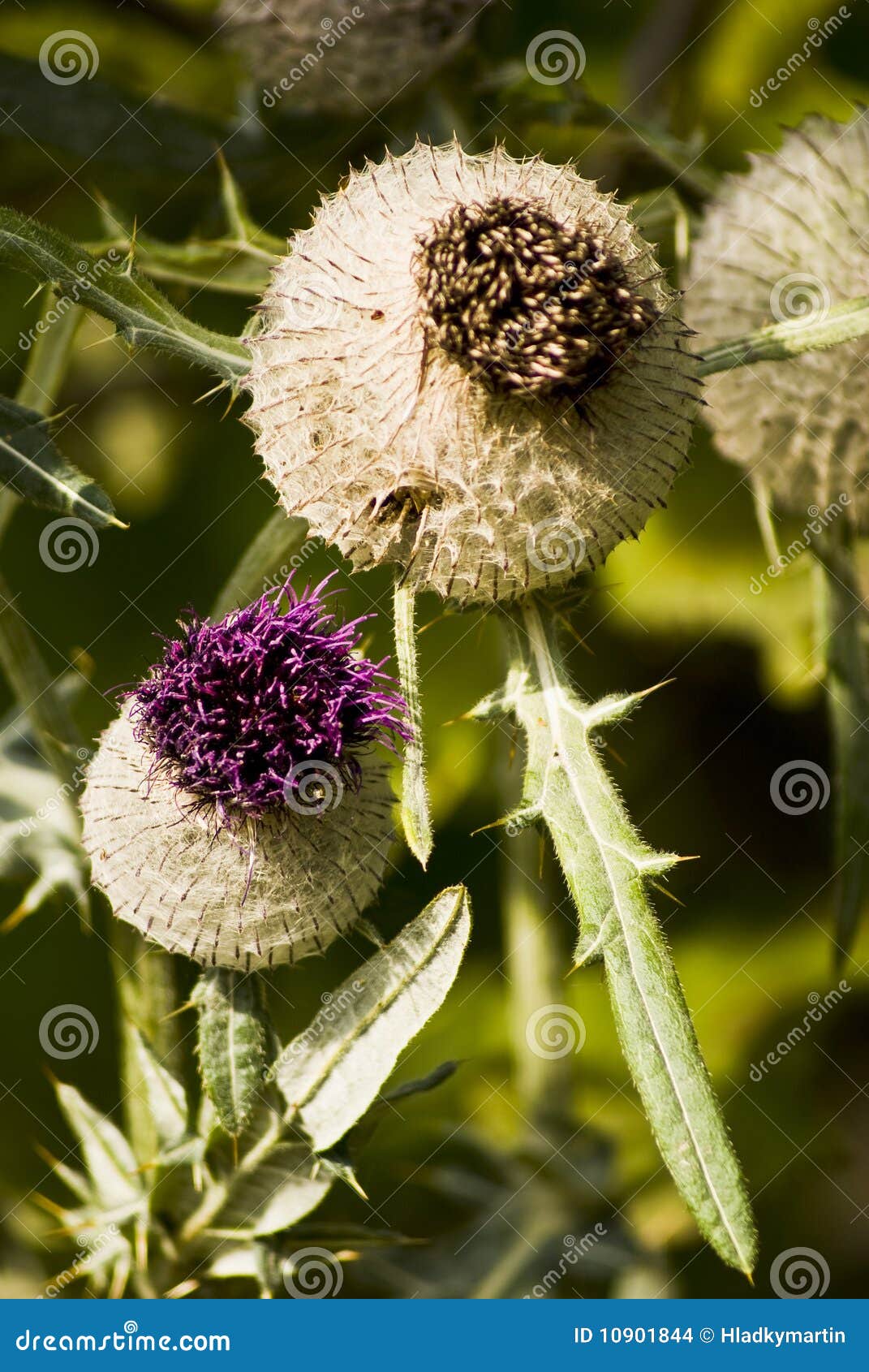 Flor del cardo foto de archivo. Imagen de macro, flor - 10901844