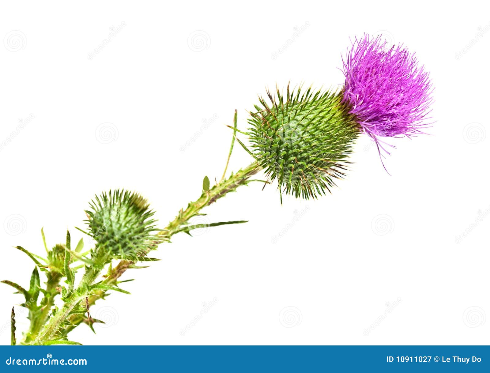 Flor del cardo imagen de archivo. Imagen de espinoso - 10911027