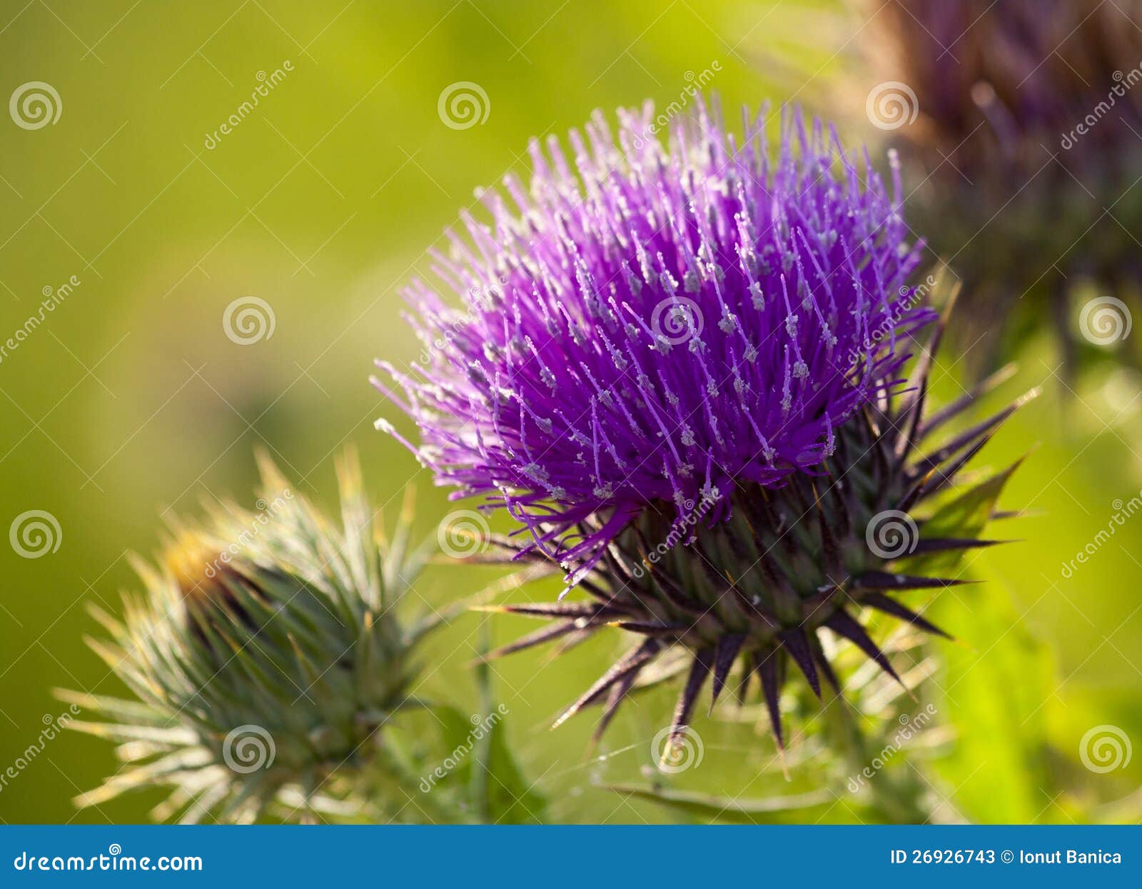 Flor del cardo imagen de archivo. Imagen de planta, belleza - 26926743