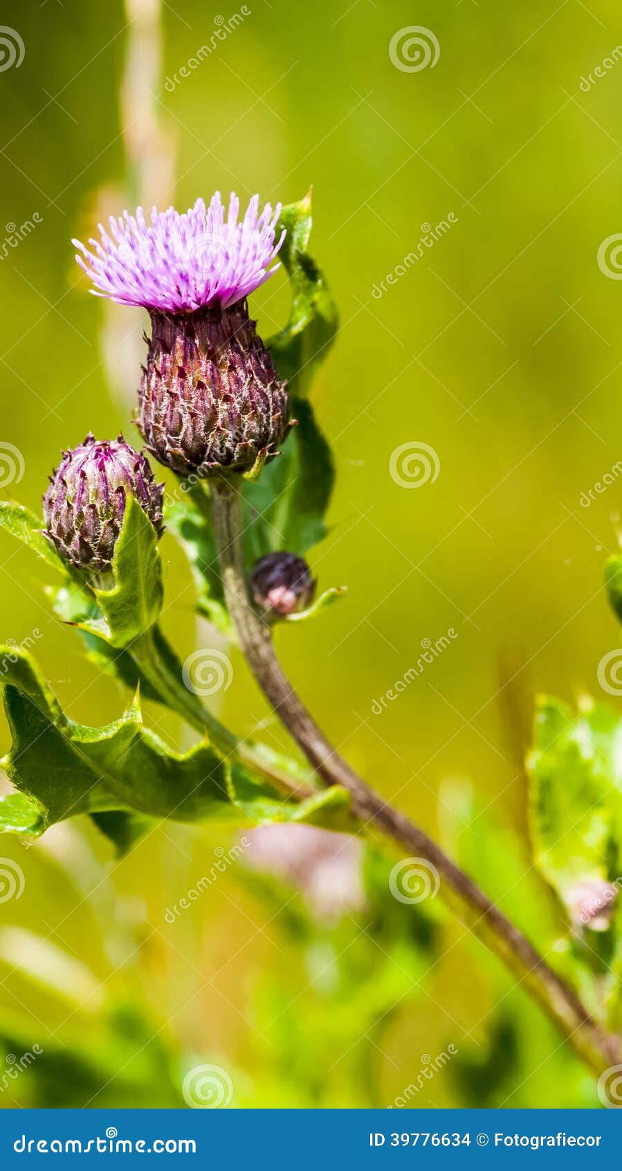 Flor del cardo foto de archivo. Imagen de sostenido, piel - 39776634