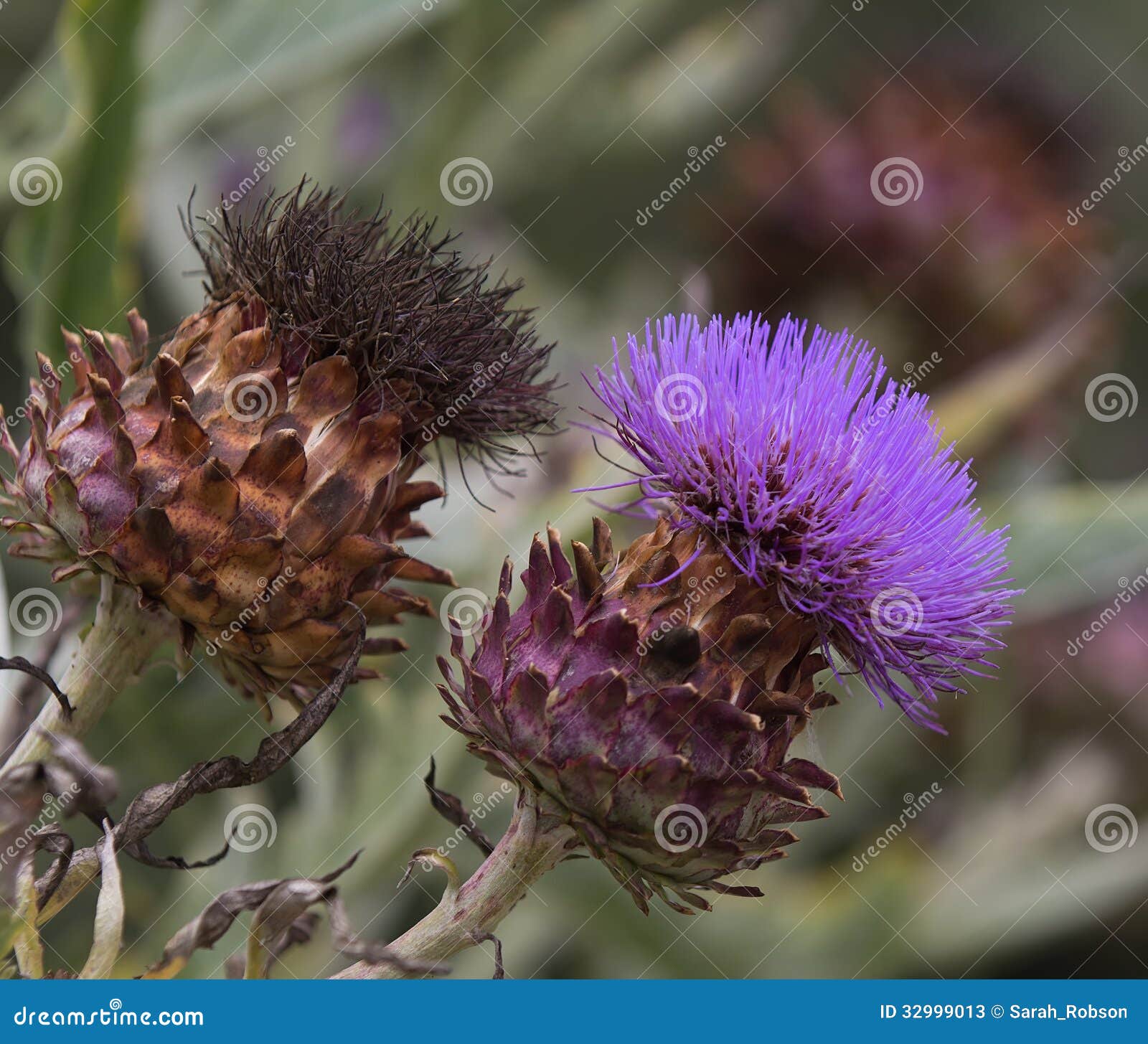 Flor Del Cardo (cardunculus Del Cynara) Imagen de archivo - Imagen de ...