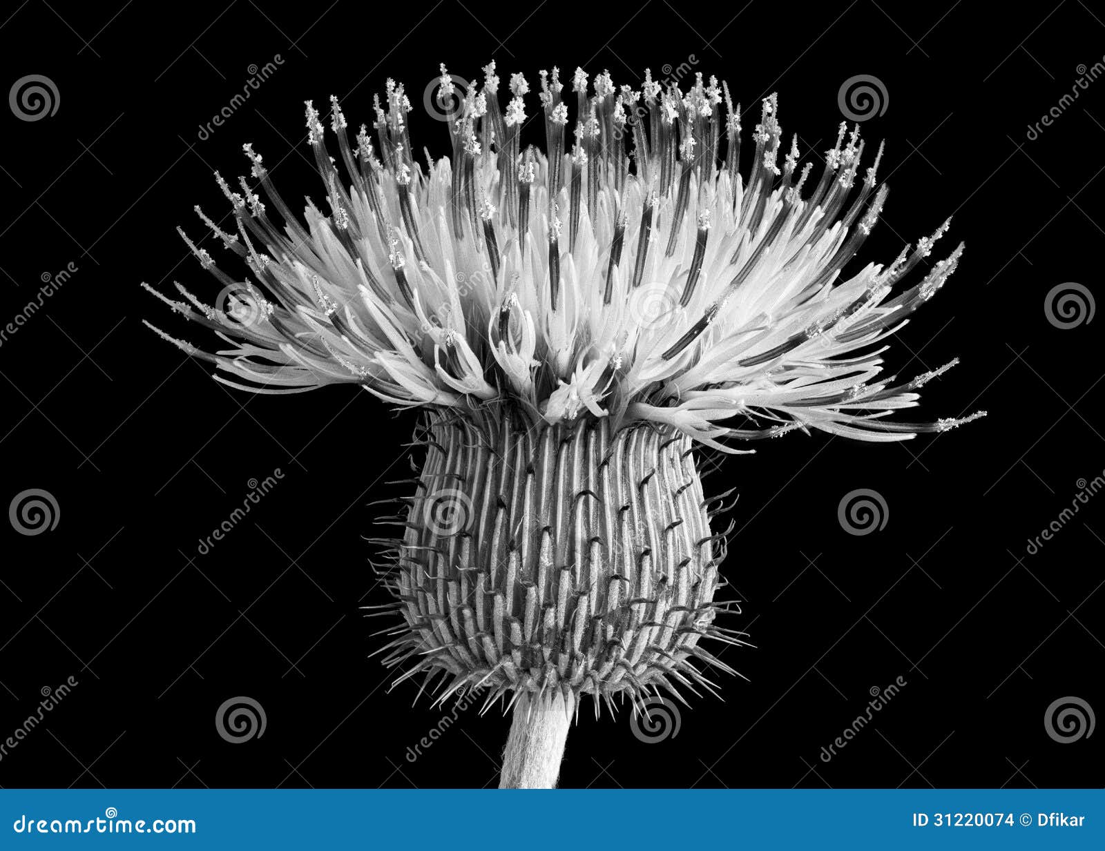 Flor del cardo de Bull foto de archivo. Imagen de flora - 31220074