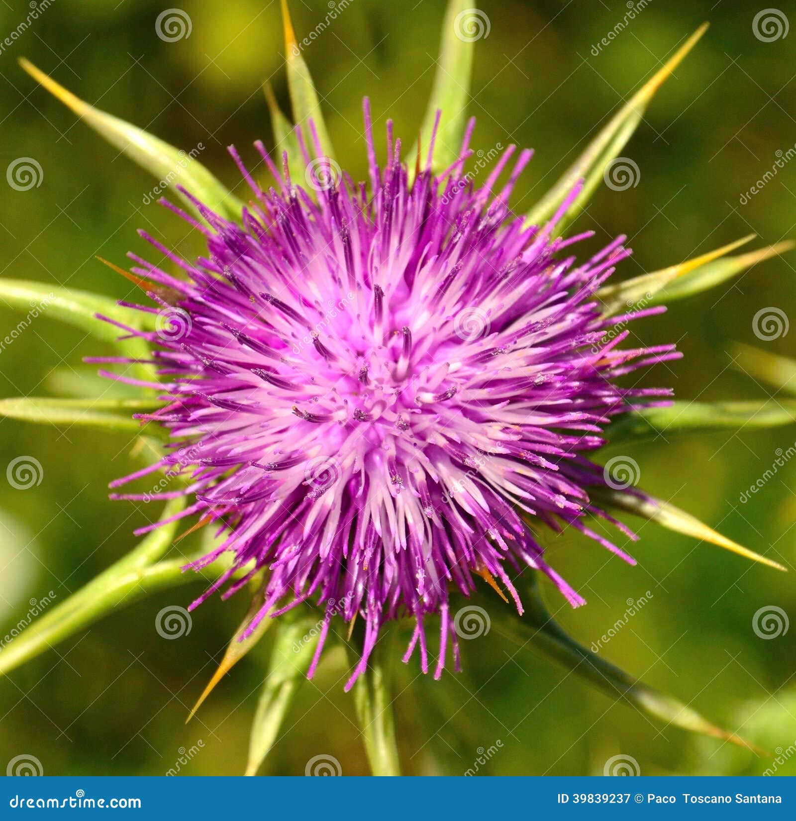 Flor del cardo de leche imagen de archivo. Imagen de ambiental - 39839237