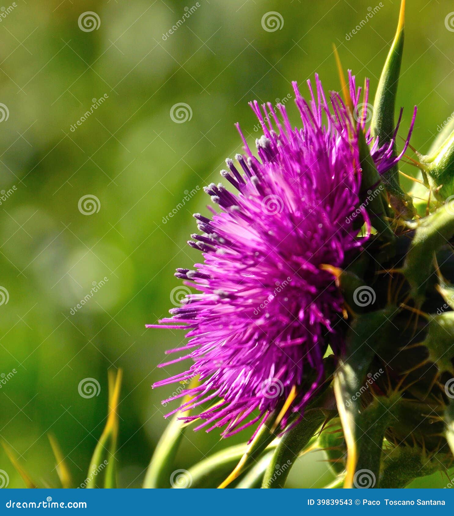 Flor del cardo de leche imagen de archivo. Imagen de travieso - 39839543
