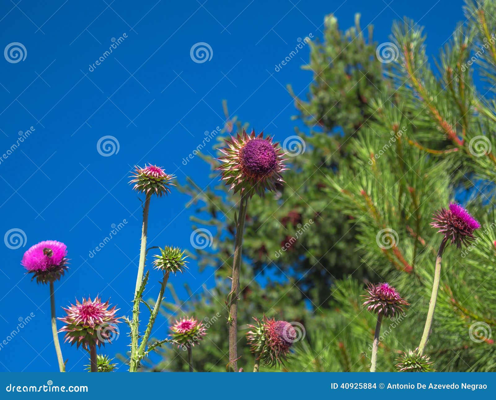 Flor del cardo de leche foto de archivo. Imagen de medicinal - 40925884