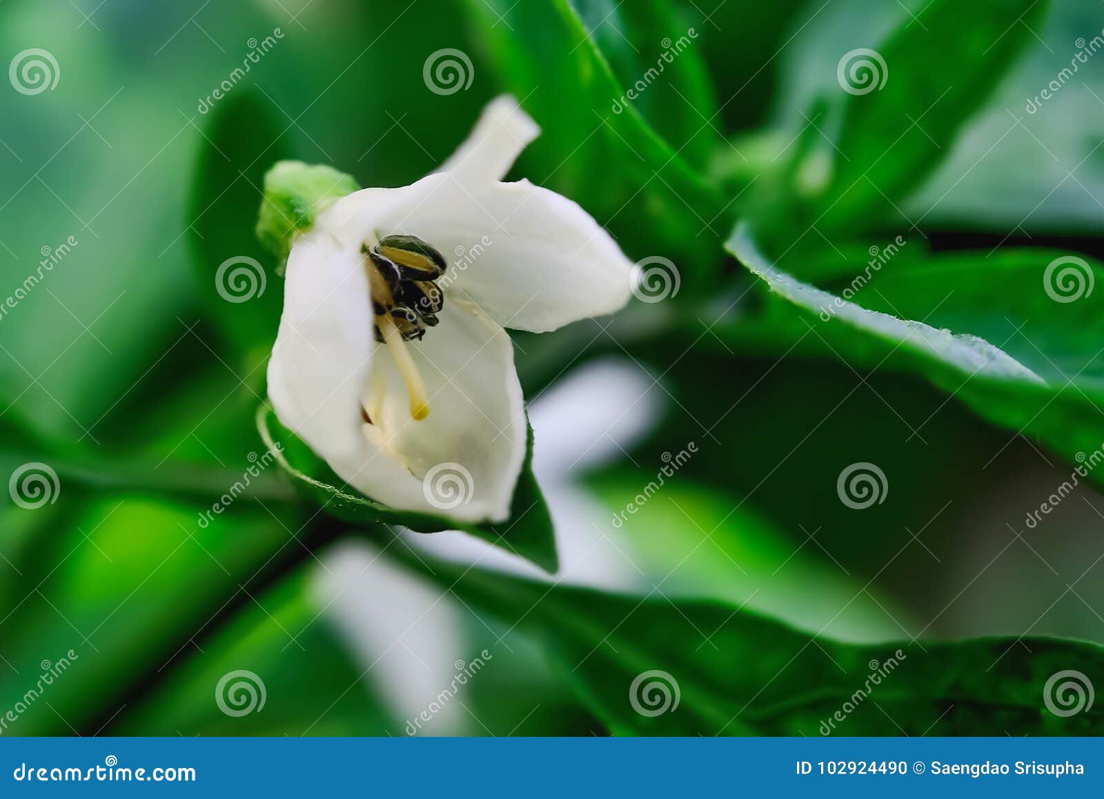 Flor del chile foto de archivo. Imagen de crezca, flor - 102924490