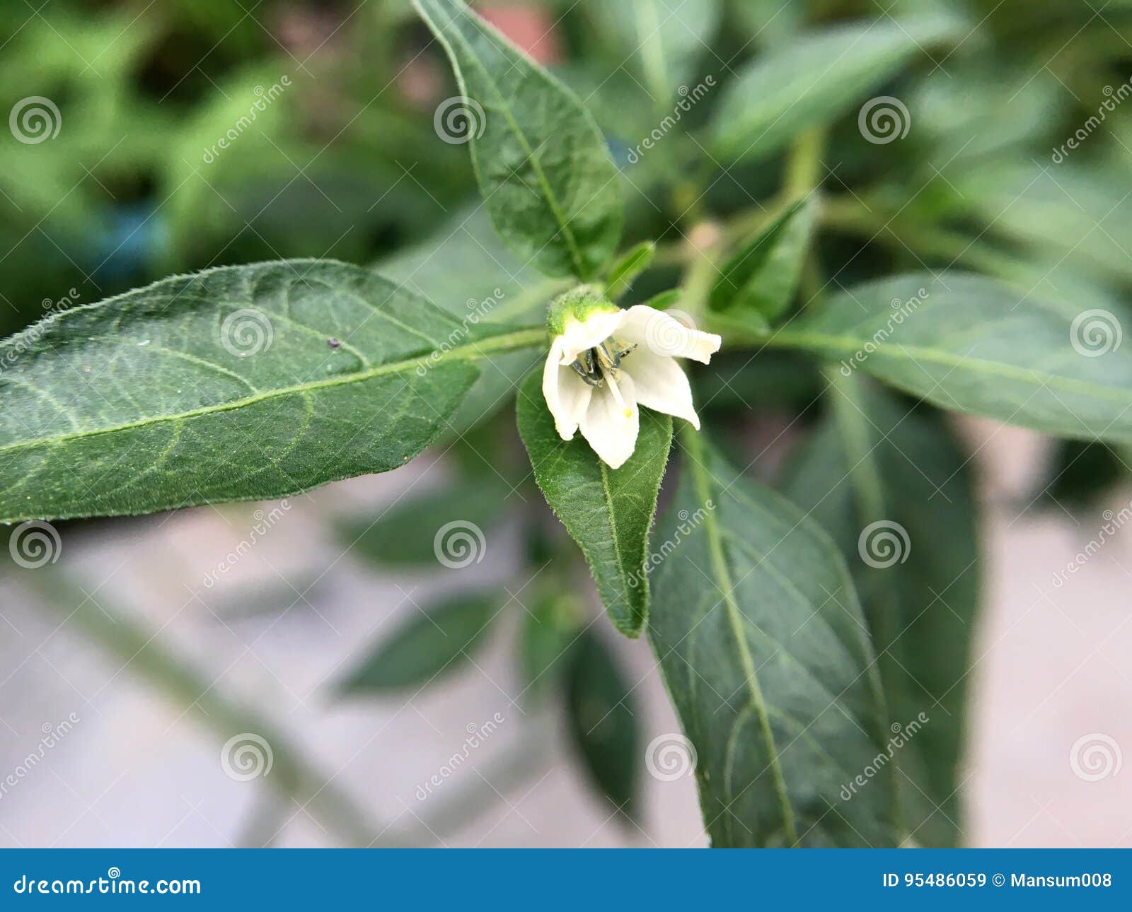 Flor del chile imagen de archivo. Imagen de floral, travieso - 95486059