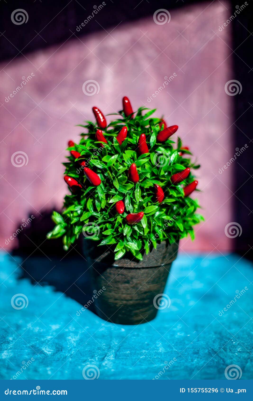 Flor del chile foto de archivo. Imagen de chile, fresco - 155755296