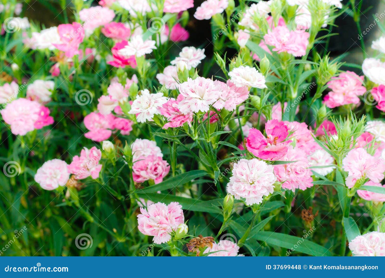 Flor del clavel foto de archivo. Imagen de horticultura - 37699448