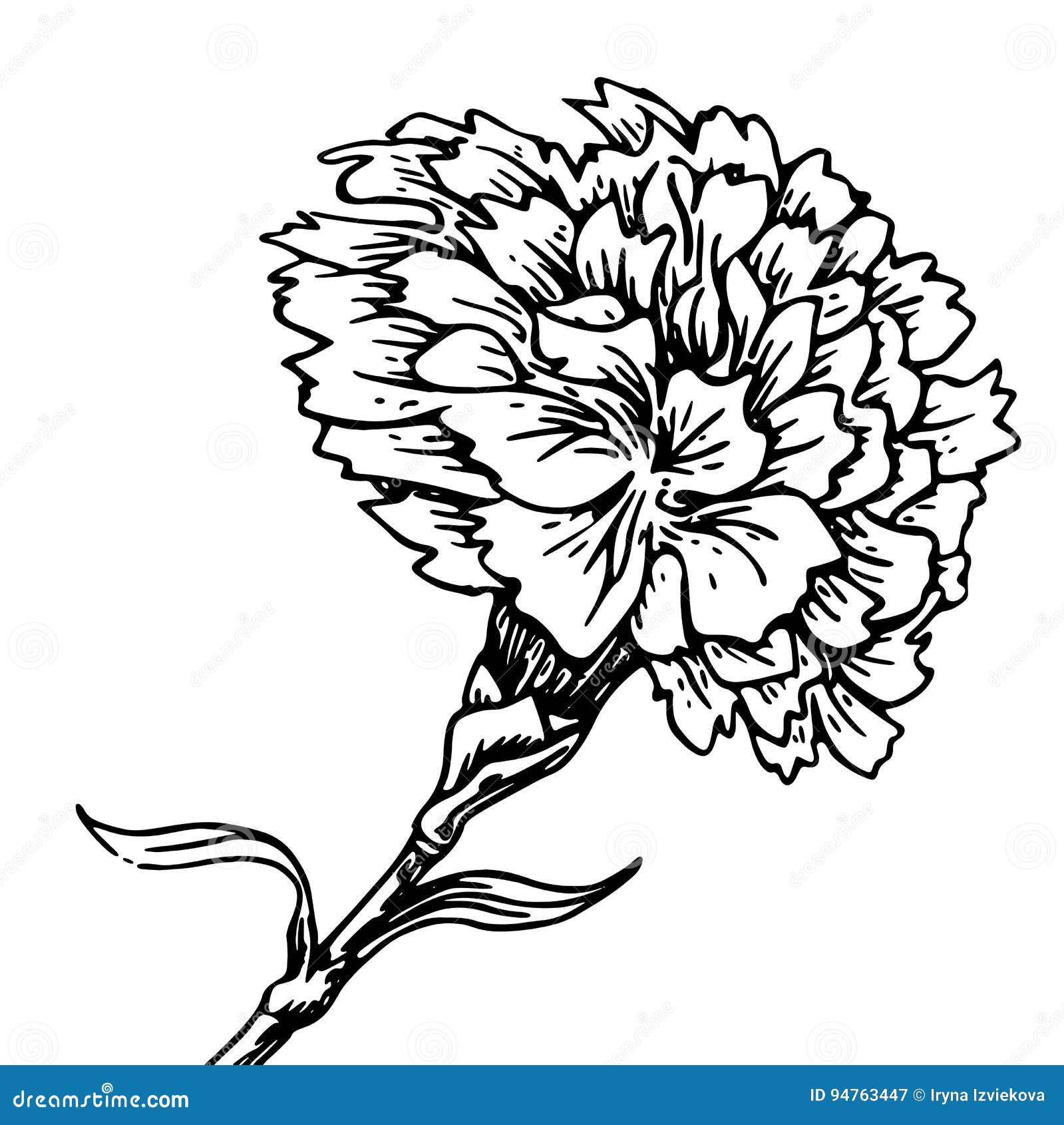 Flor Del Clavel - Bosquejo Del Tatuaje Ilustración del Vector ...