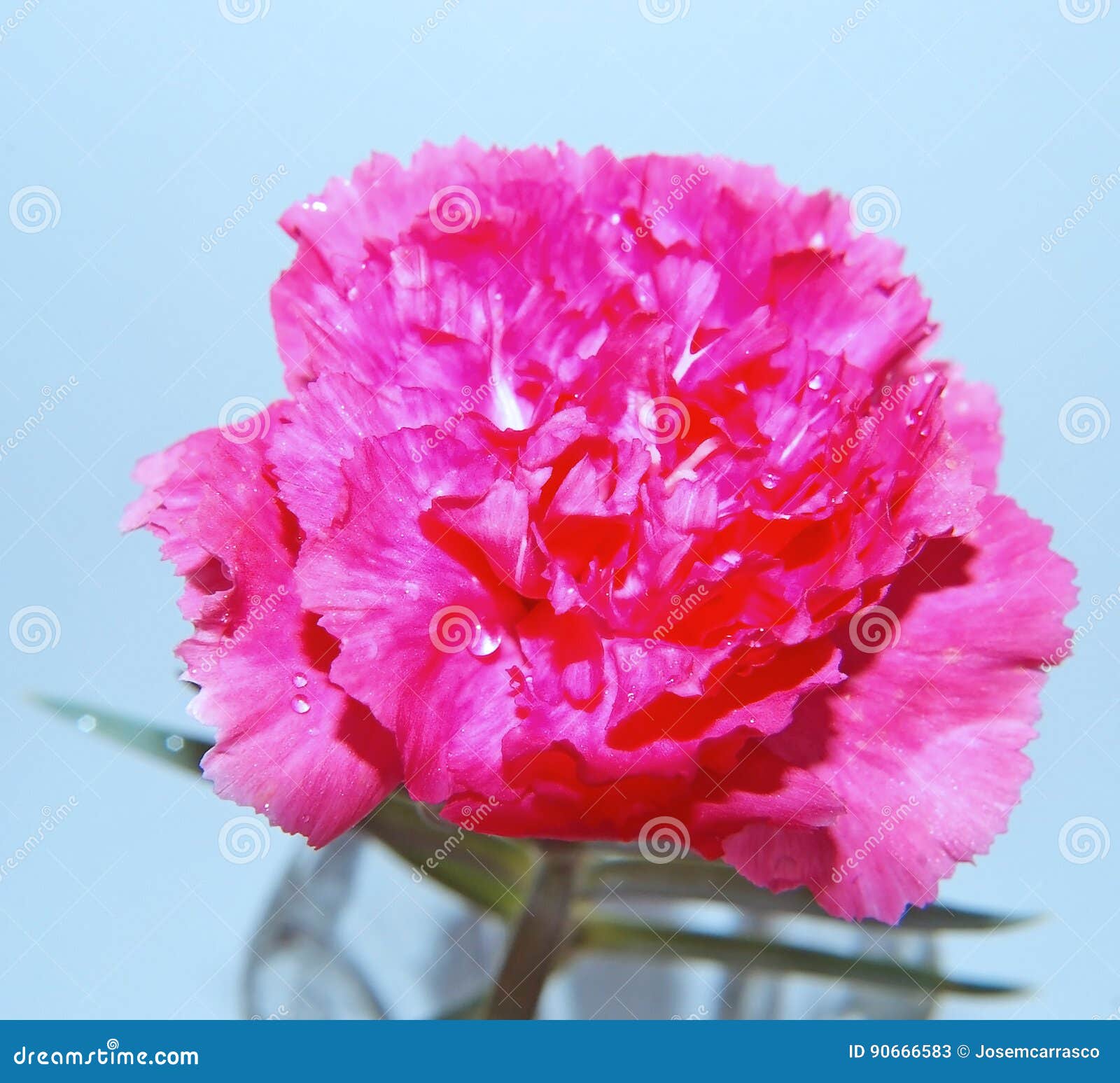 Flor del claver imagen de archivo. Imagen de resorte - 90666583