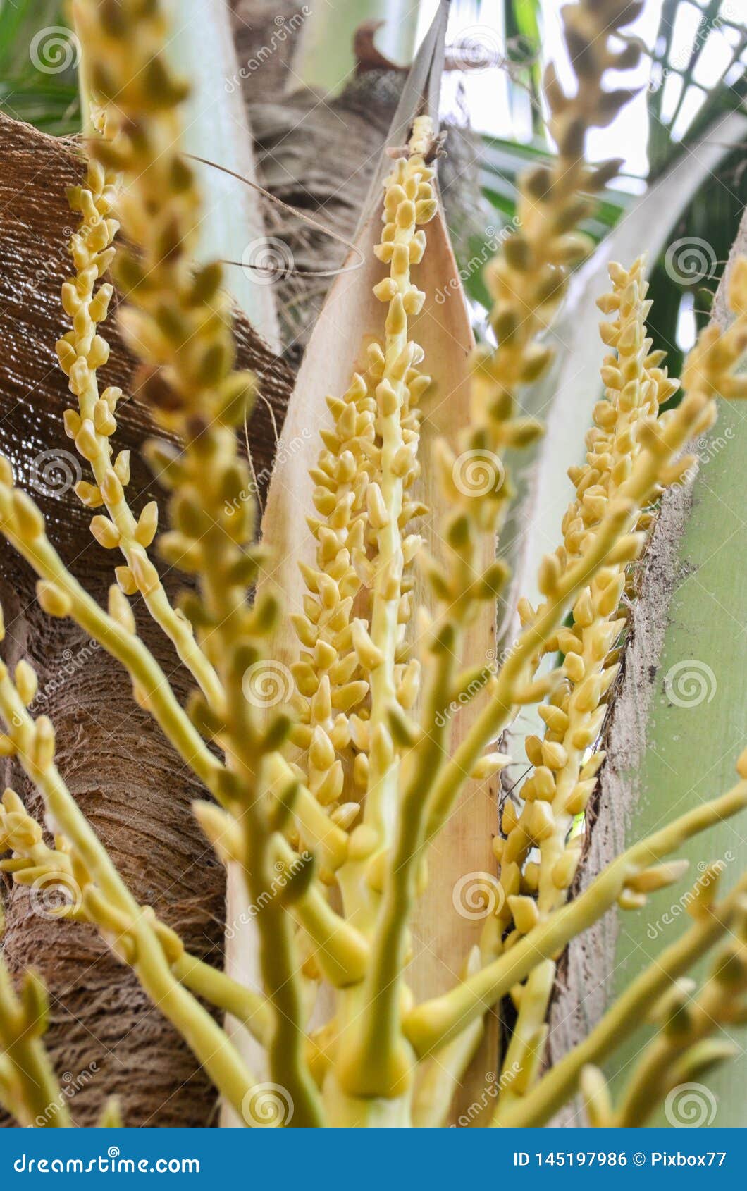Flor del coco en ?rbol foto de archivo. Imagen de tropical - 145197986